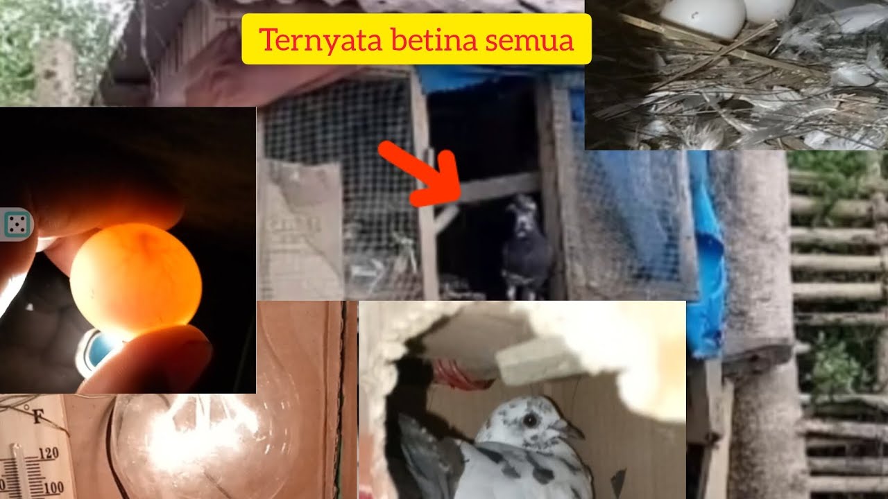 burung merpati punya telur 4 butir,apakah berhasil menetas semua# ...