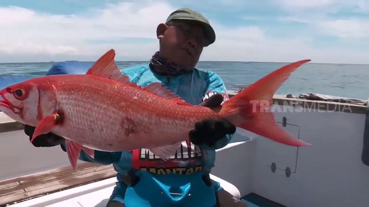 Strike Mantab Amber Jack dan Ruby Snapper | MANCING MANIA - YouTube