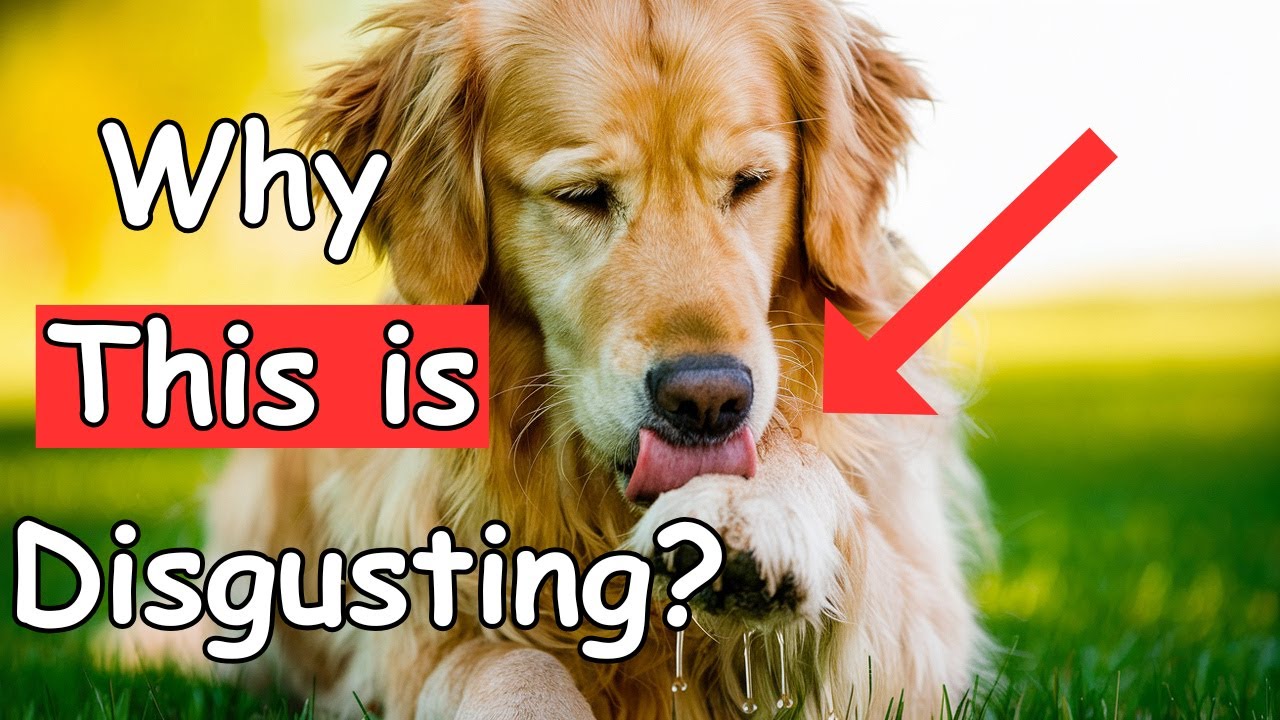 Why Dogs Do These 15 Weird Things? (Explained by Science) - YouTube