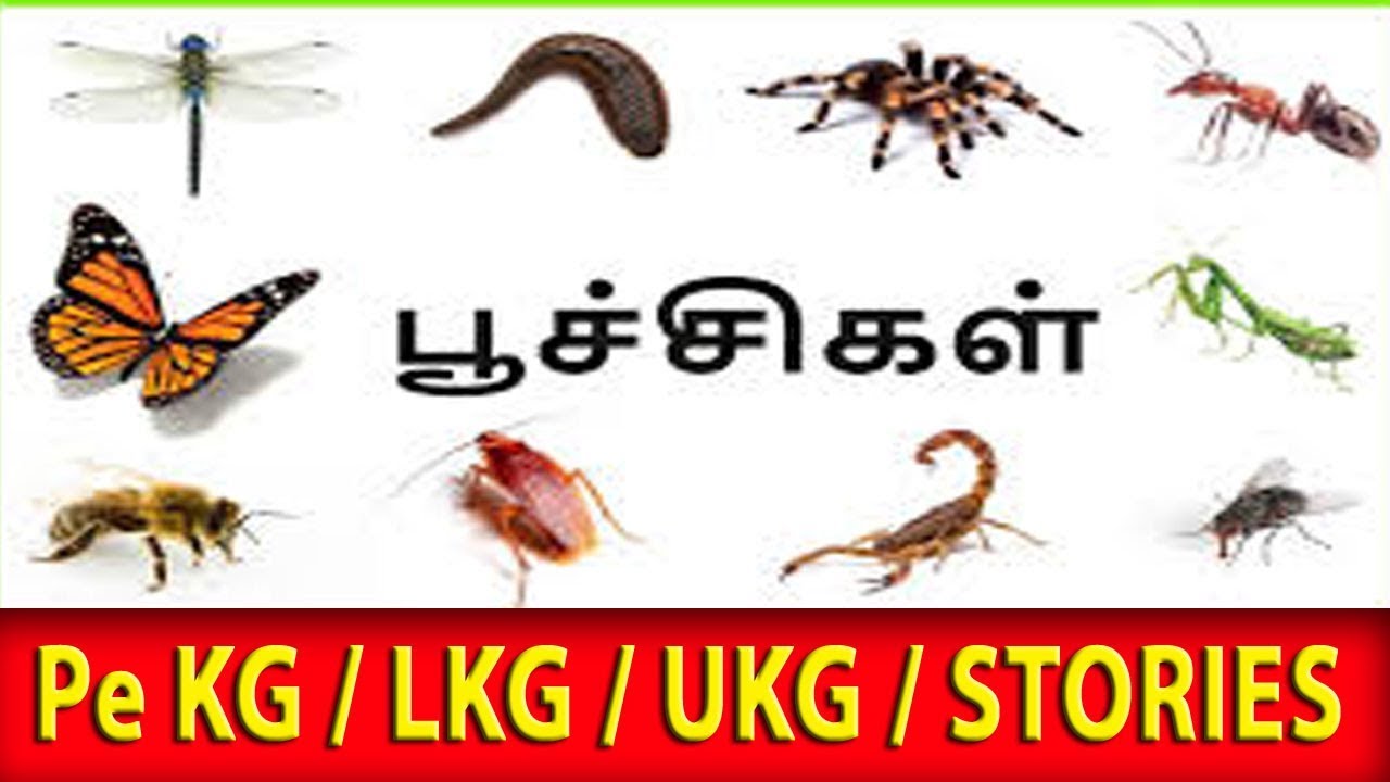 பூச்சிகள் / Insects in Tamil Pe KG / LKG / UKG / STORIES /education ...