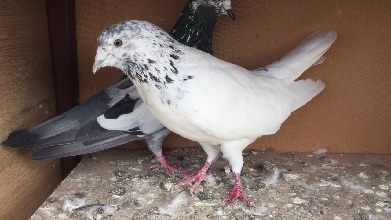 Pakistani cross breed pairs - YouTube