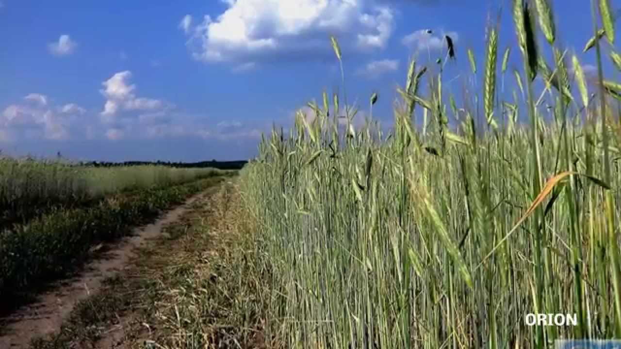 Рожь. - YouTube