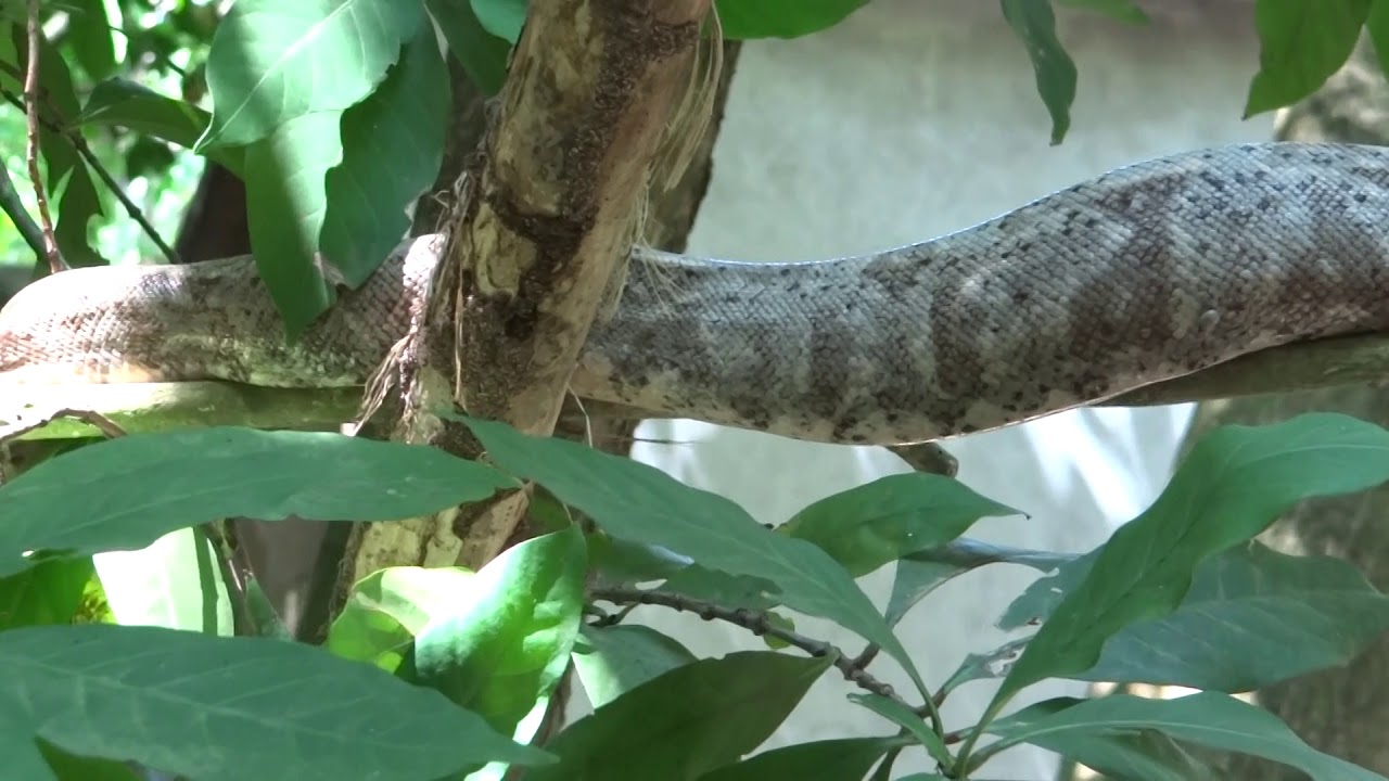 Boa rosada (Boa constrictor? - Pink Boa from Cayos Cochinos, Honduras ...