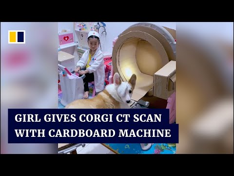 Chinese girl plays doctor giving corgi CT scan with cardboard machine