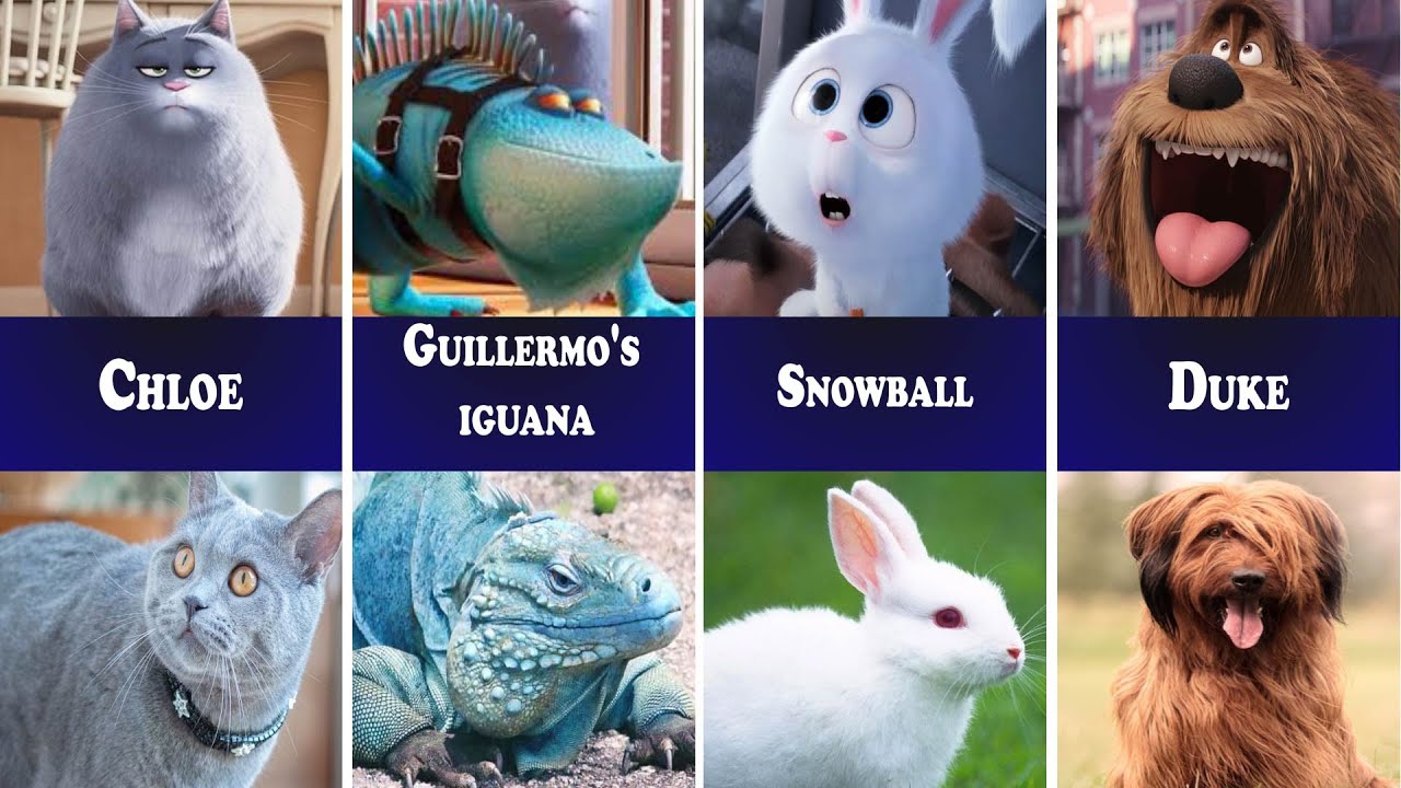 The Secret Life of Pets Animals in Real Life - YouTube