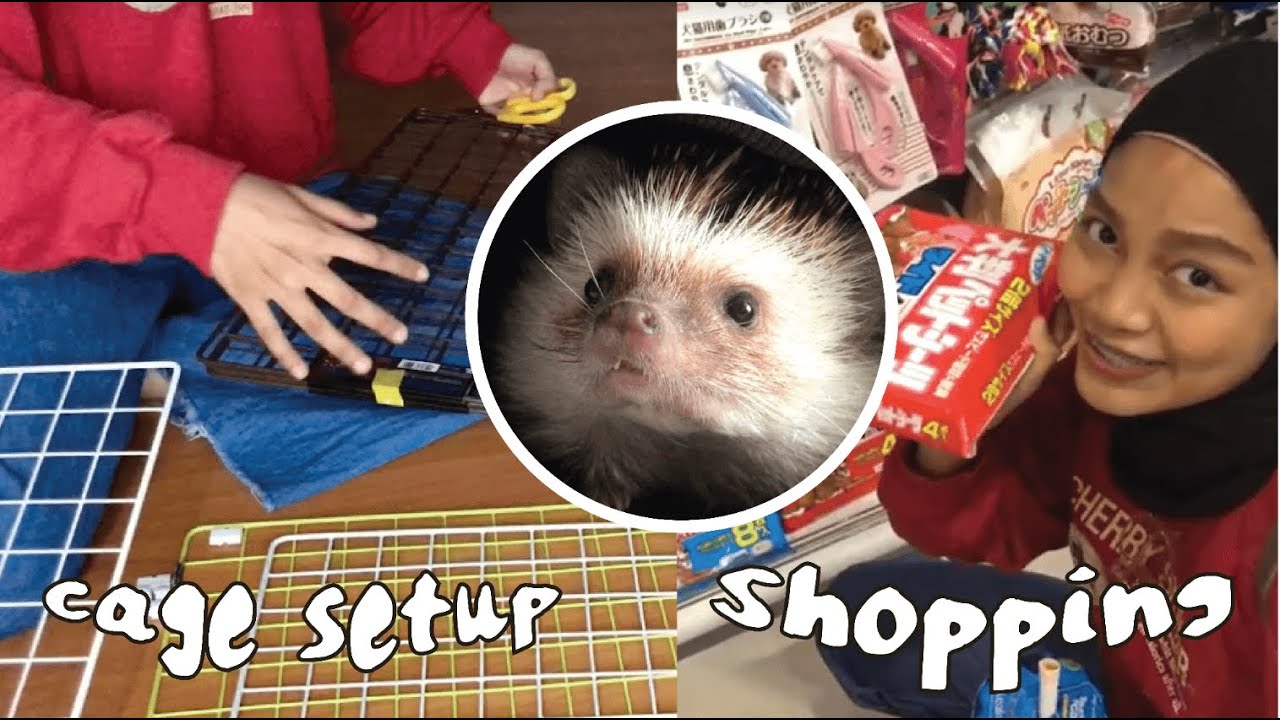 Hedgehog shopping 🛍+ cage setup! - YouTube