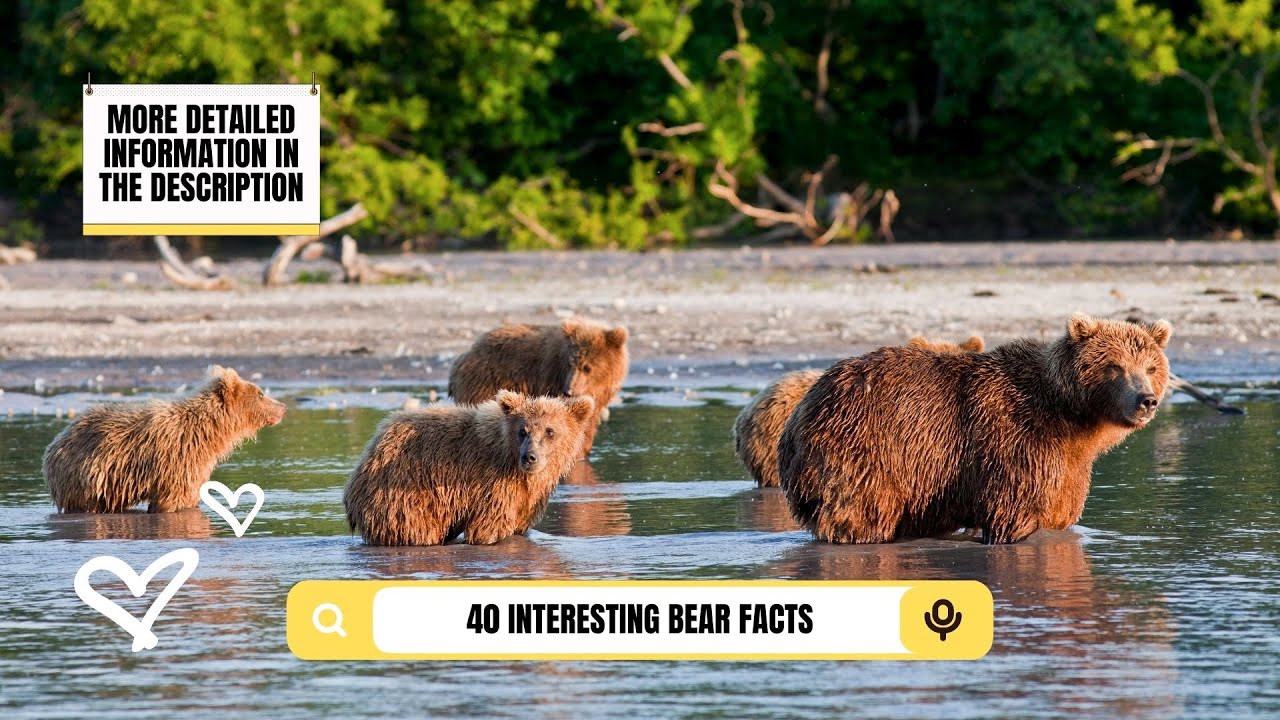 40 Interesting Bear Facts 🐻 📚 🤯 - YouTube