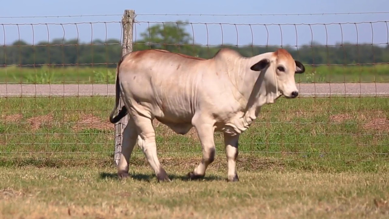Lot 2 Comments - Miss V8 208/9 Brahman Heifer from the V8 Ranch Made ...