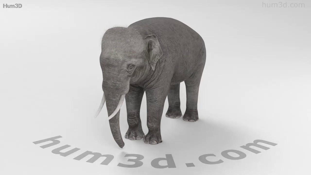Asian Elephant 3D model by 3DModels.org - YouTube