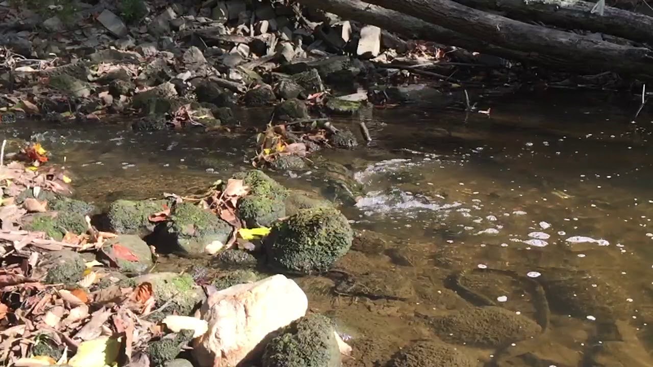 Slo Mo Low Flow Lower Rouge River Wayne Mi - YouTube