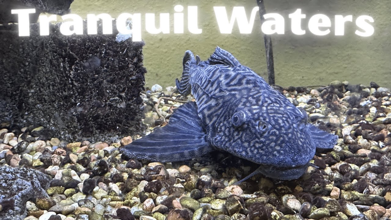 Tranquil Waters: Ambient Fish Tank Experience - YouTube
