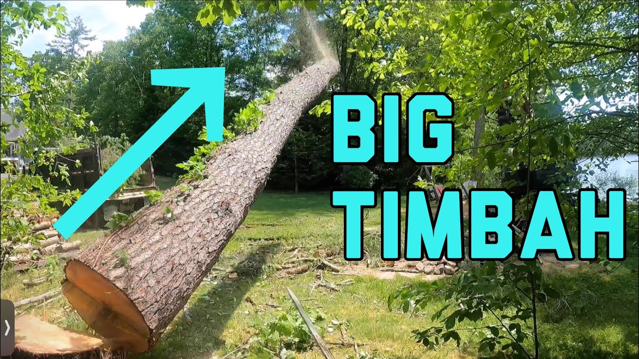 BIG TIMBAH 🌲 - YouTube