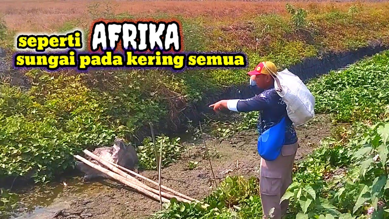 DI BUAT HERAN !!!AIR DANGKAL TAPI IKAN UGAL UGALAN #fishing # ...