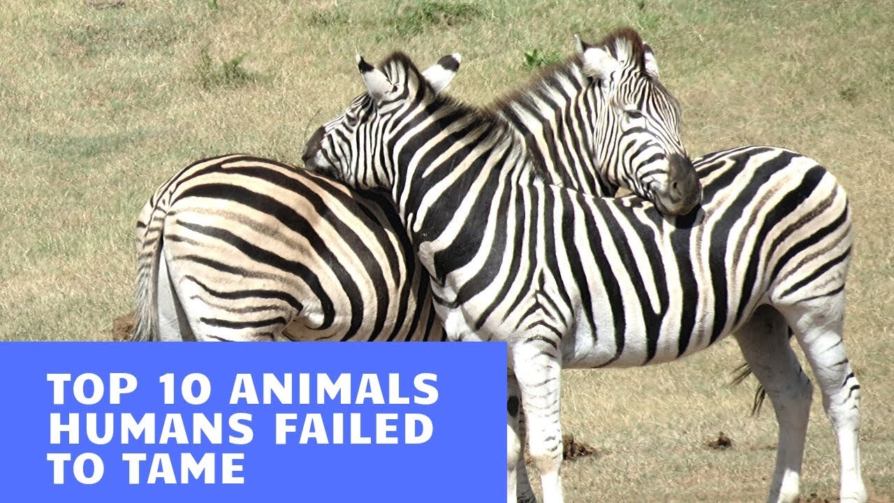 These are the 10 animals which humans failed to tame - YouTube