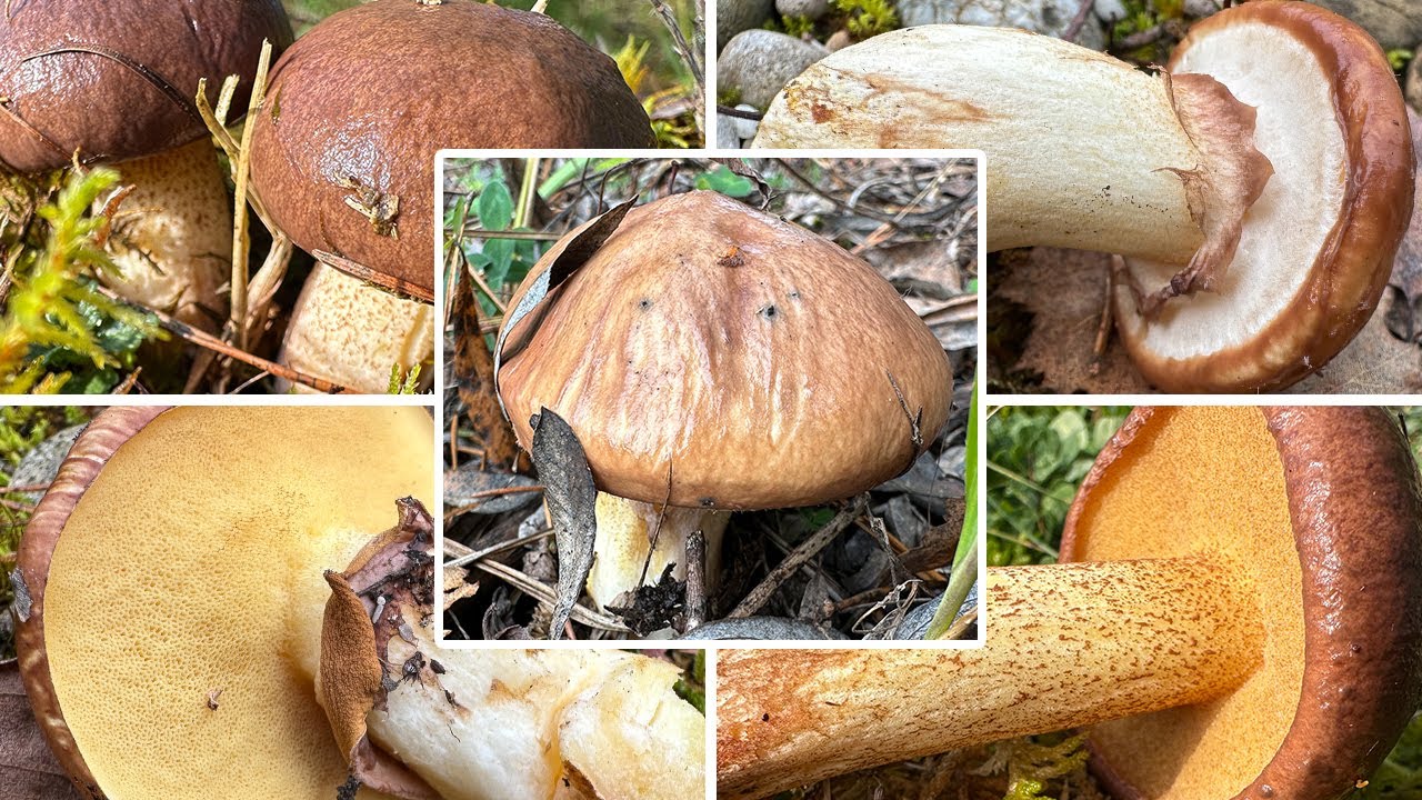 Butterpilze finden, erkennen, unterscheiden & sammeln | Suillus luteus ...