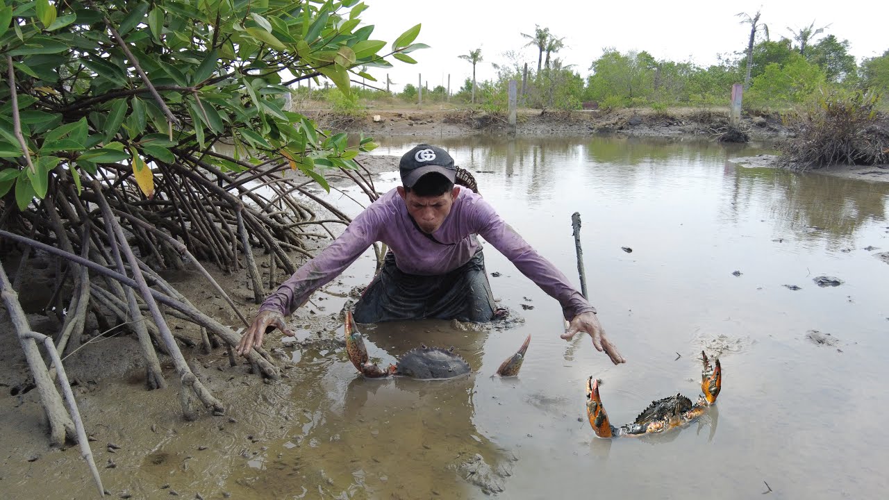 King Crab Catching In Muddy at Sea Swamp - YouTube