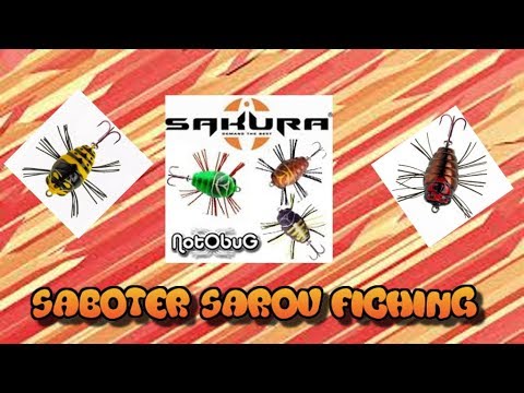 Воблер Sakura NotoBug - необычный жук - YouTube