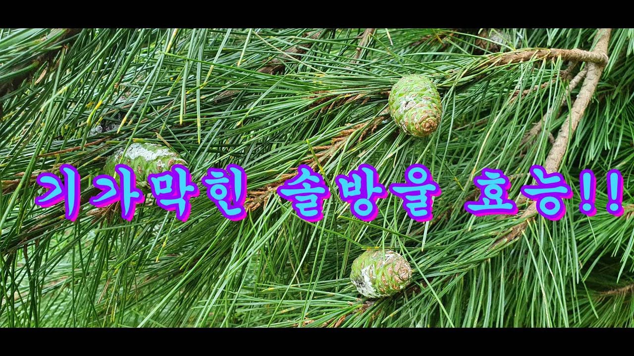 솔방울이 이렇게 좋을줄은 몰랐네!! Pine tree effect!! - YouTube
