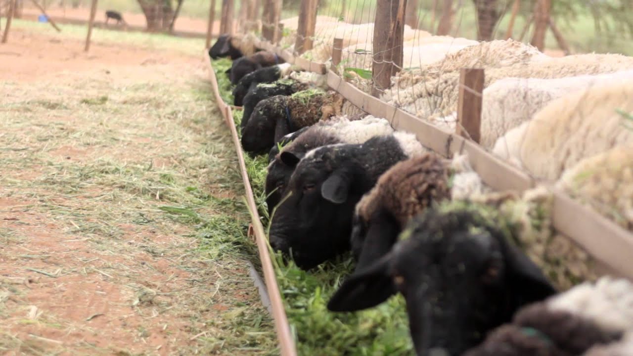 Royal Sheep Farm Brazil - YouTube