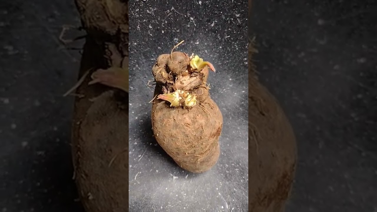 raiz de inhame, brotando - YouTube