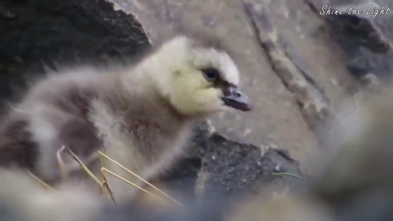 Flight training for baby goose. 새끼 거위의 자유 낙하 훈련 - YouTube