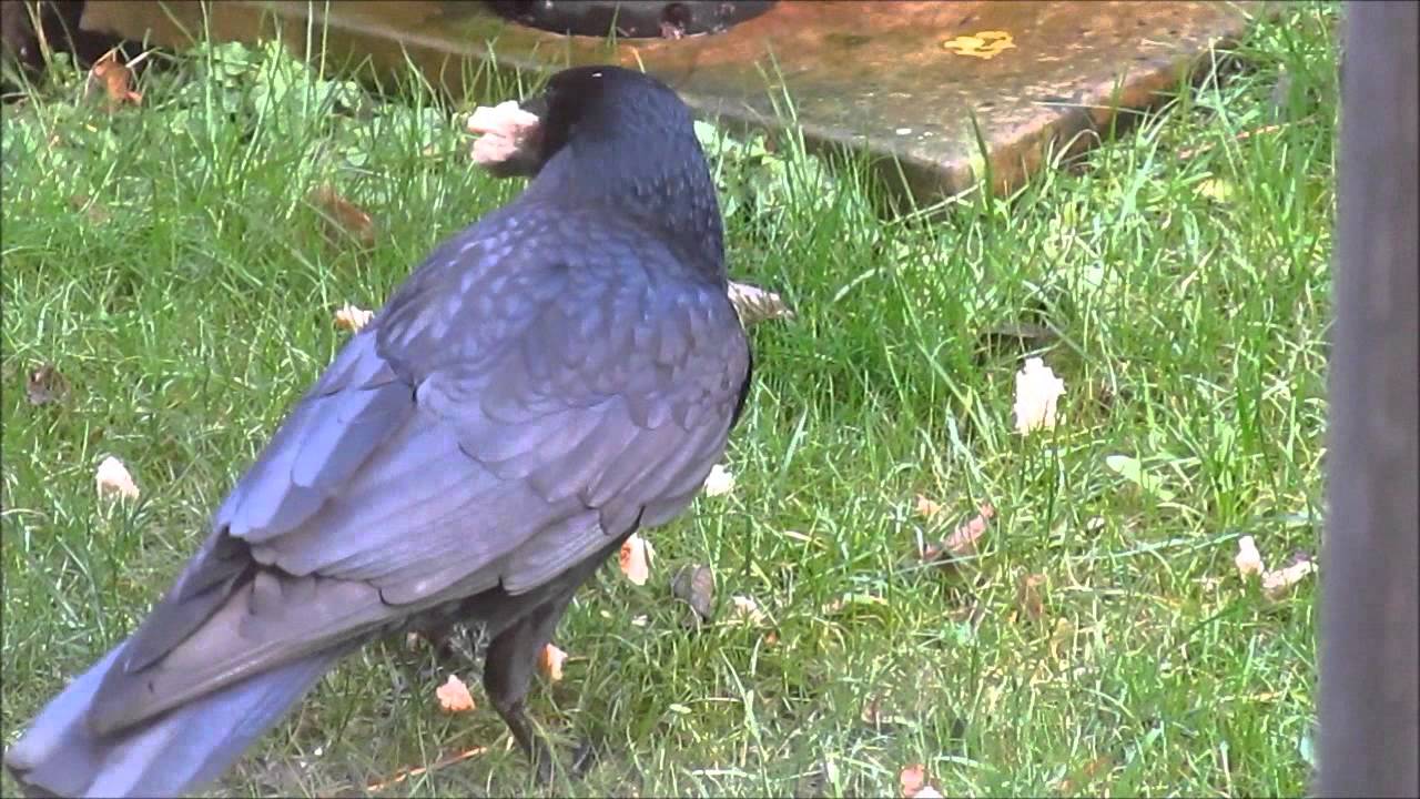 Crow Eating Bread In Dundee - YouTube