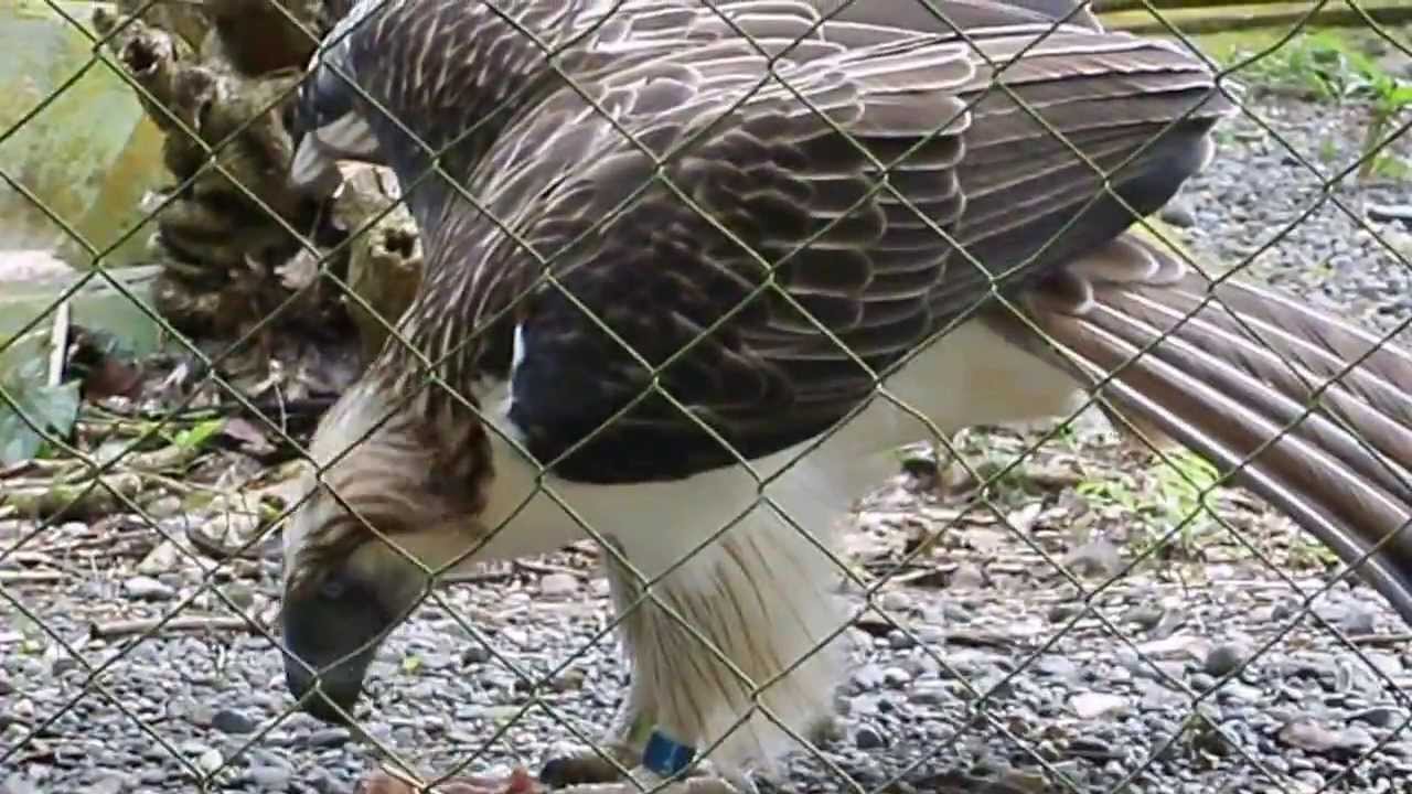 Philippine Monkey Eating Eagle - Feeding on a Rat, Fun in the ...
