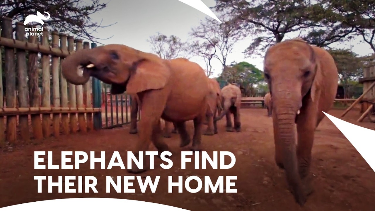 Rescuing and Relocating Elephants: A Life-Changing Journey | Dodo ...