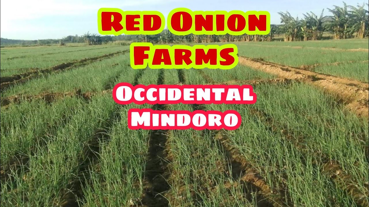Red Onions Farm at Occidental Mindoro #onionfarming #vicbistv - YouTube