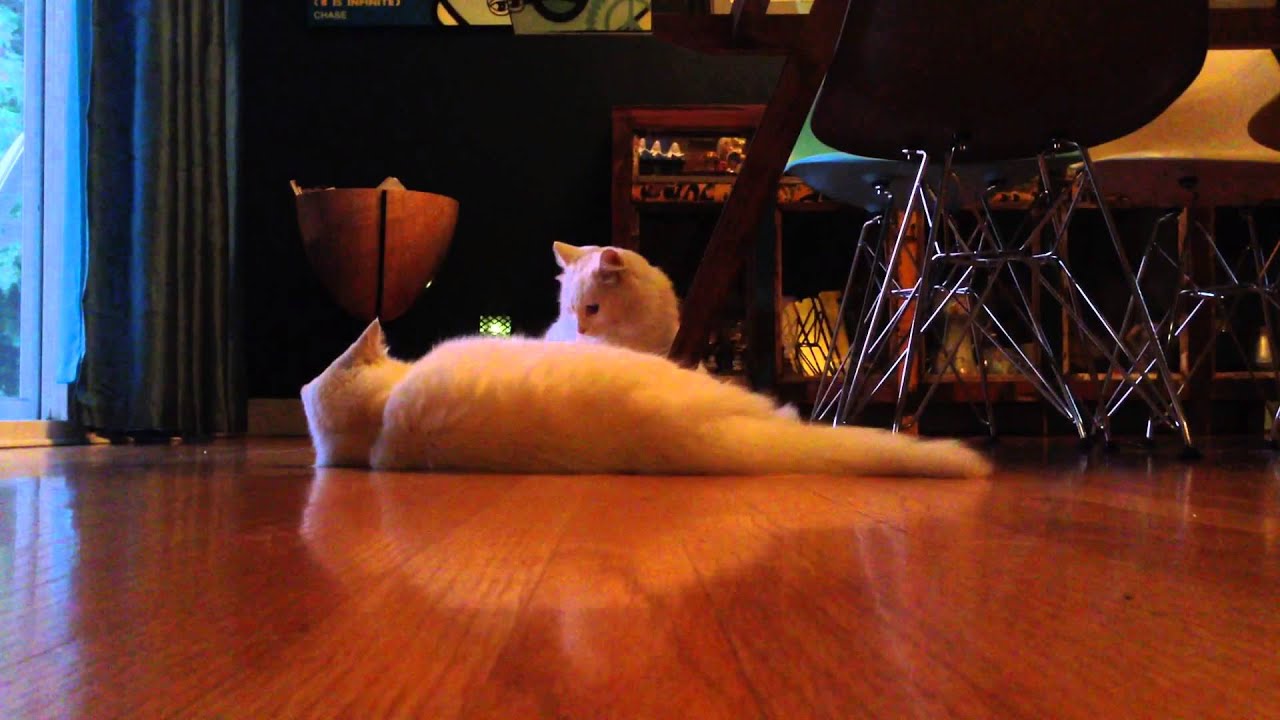 Tail thumping cat squabble - YouTube