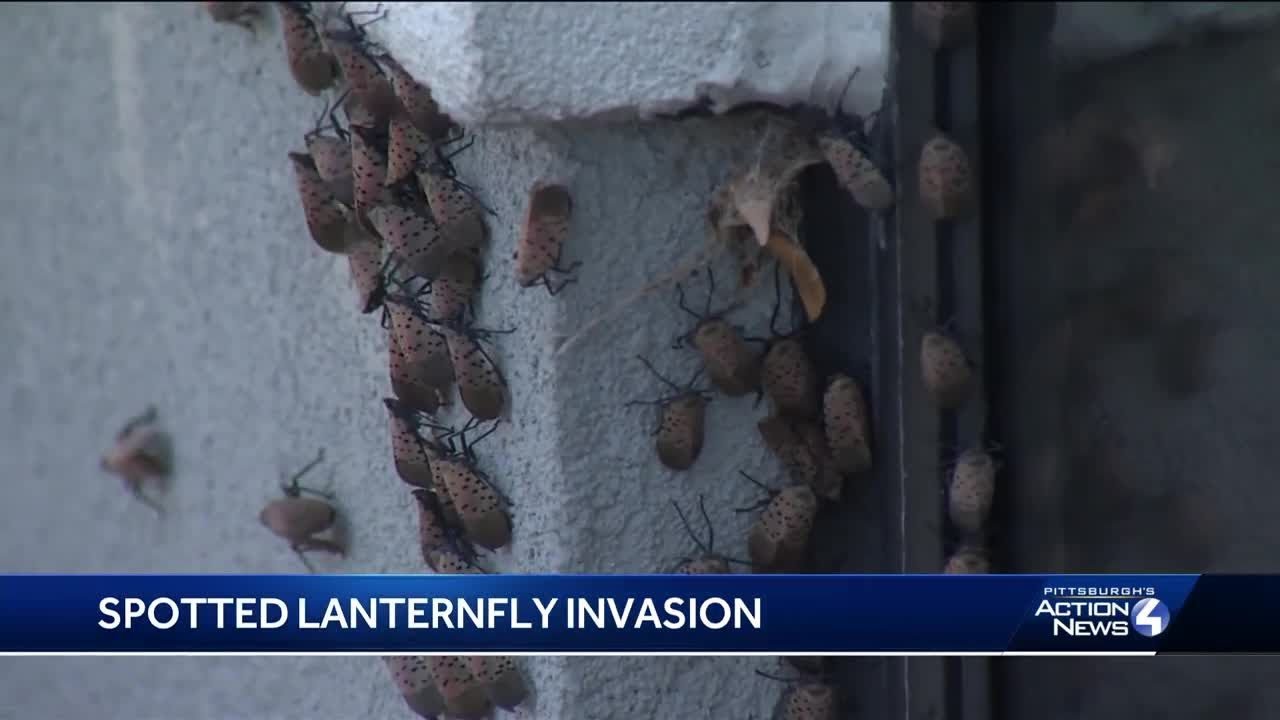 Spotted lanternflies invade southwest Pa. - YouTube