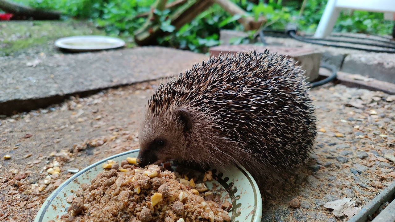 Hedgehog Igel Baby very close - YouTube