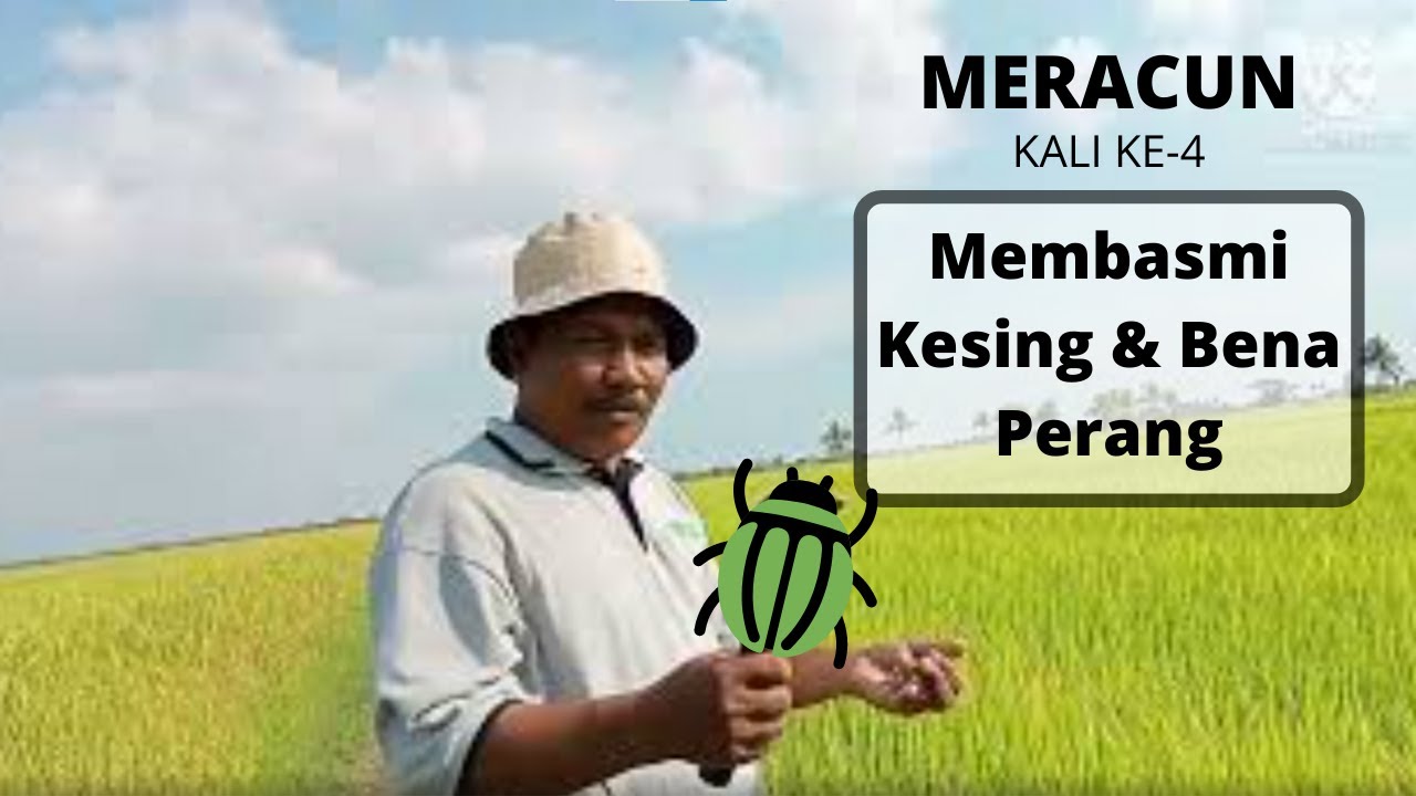 Sembang Bang Chin|Meracun ke-4 (Kesing & Bena Perang)| - YouTube