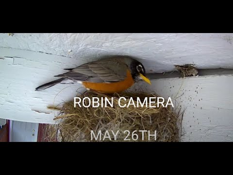 The Robin Camera: Unveiling Its Hidden Secrets - YouTube