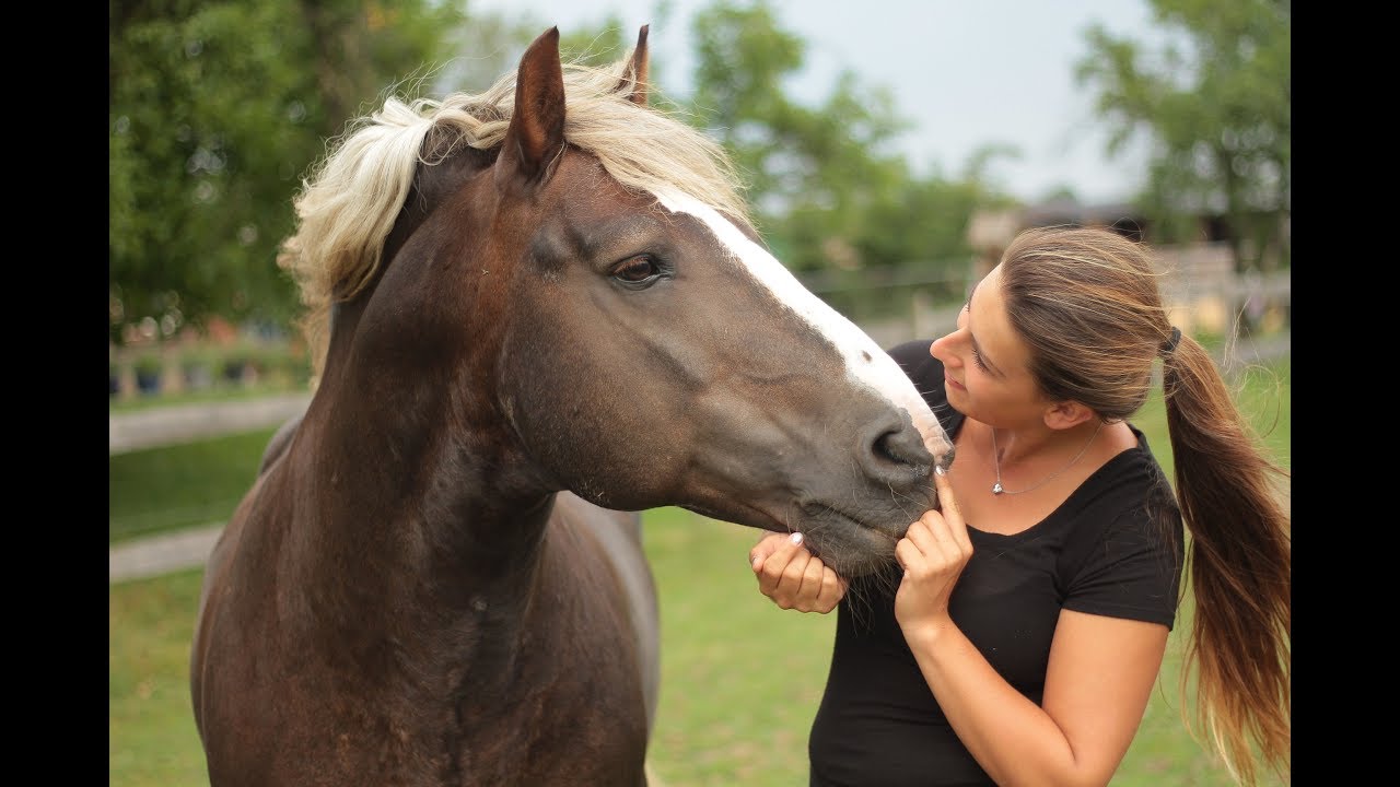 [SPECIAL MOVIE] Schwarzwalder fuchs stallion Modus - YouTube