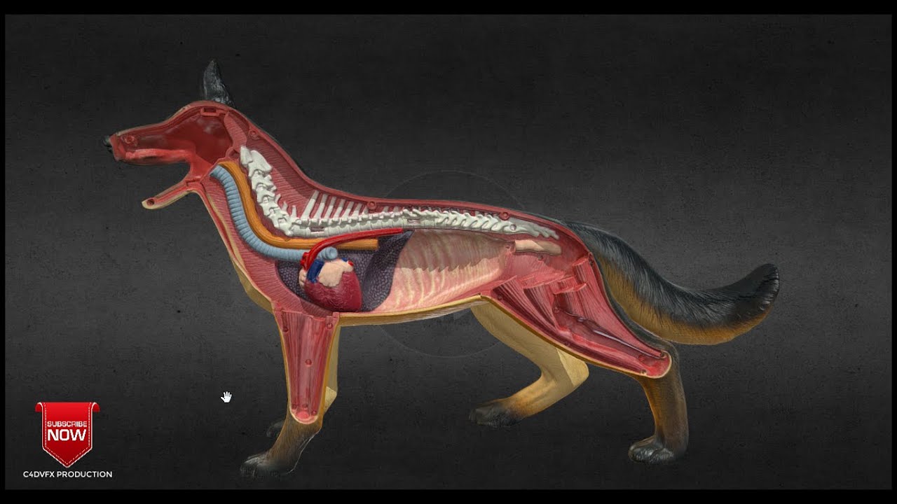 Dog Anatomy model 3d - YouTube