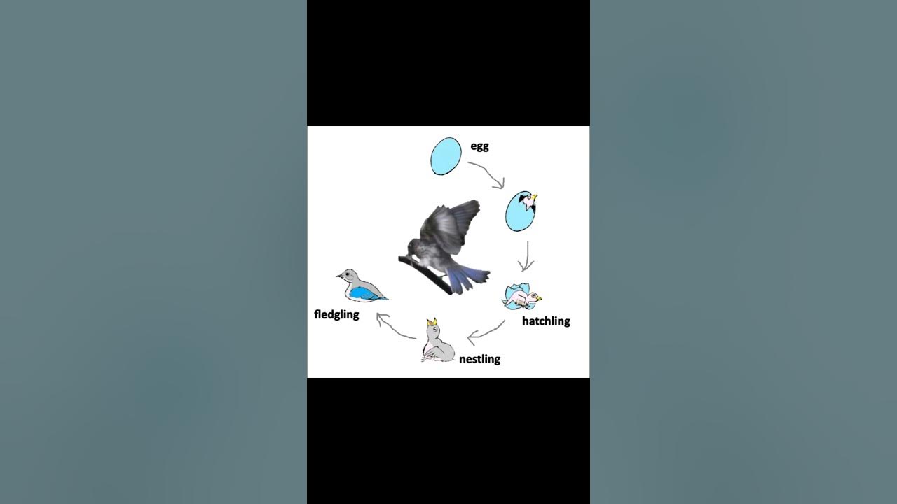 Eastern Bluebird Life Cycle - YouTube