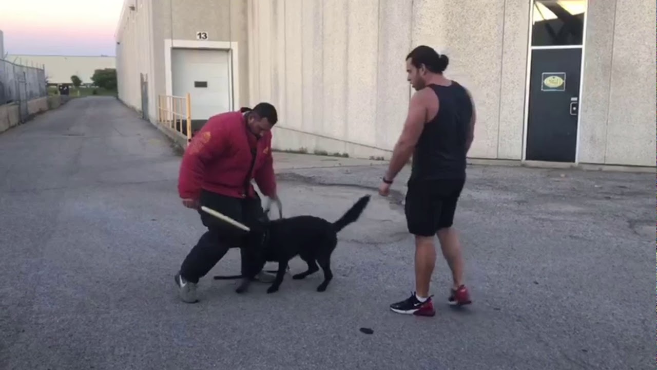 Eli Dog Trainer! Foundation training for French ring! German Shepherd ...