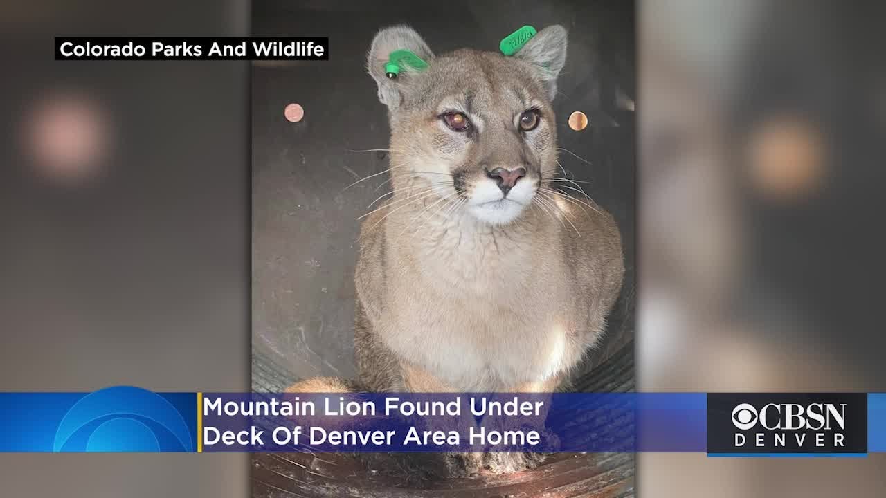 Mountain Lion Found Under Deck 'Deep In The Heart' Of Denver Area - YouTube