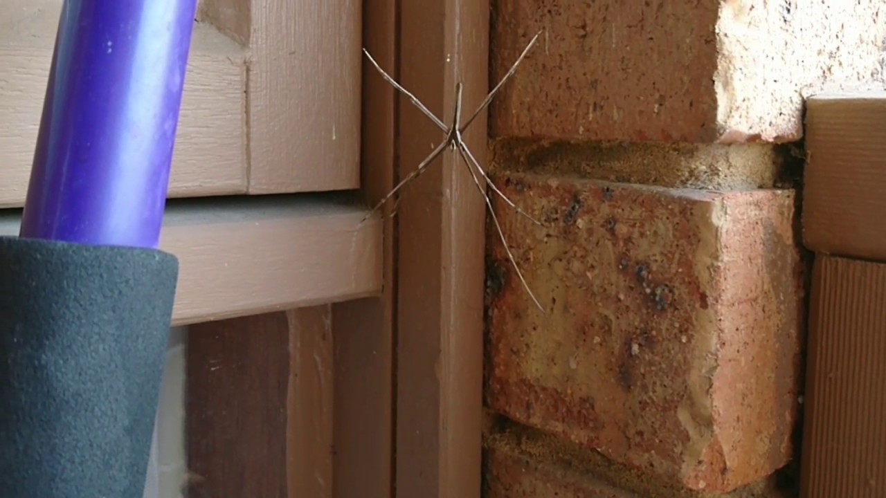 Stick Spider in Australia - YouTube