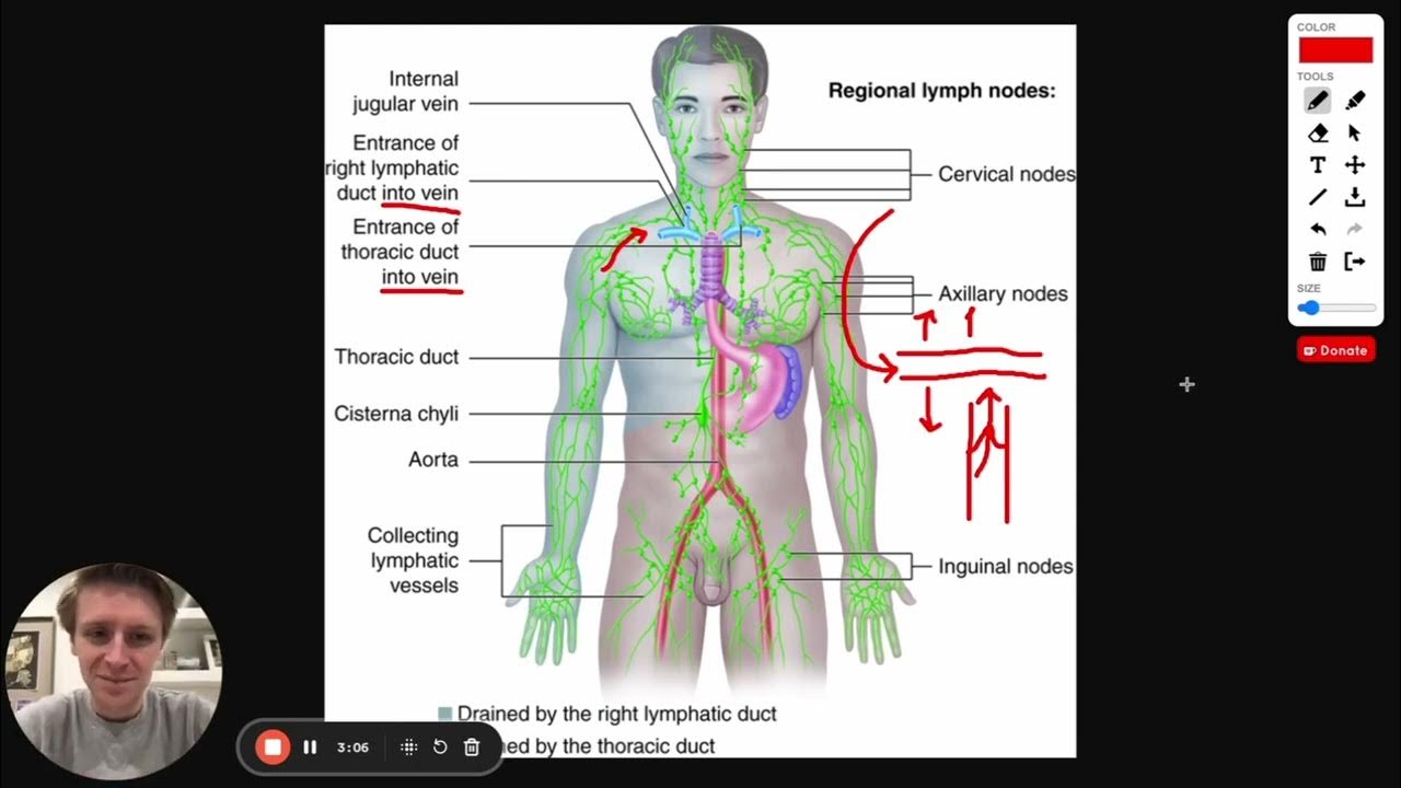 MCAT Question of the Day: The Lymphatic System - YouTube