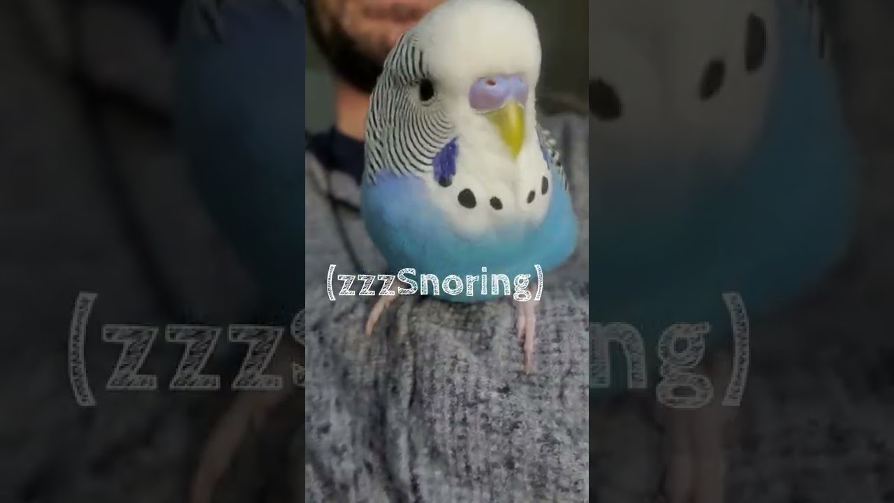 Talking Parakeet! - YouTube