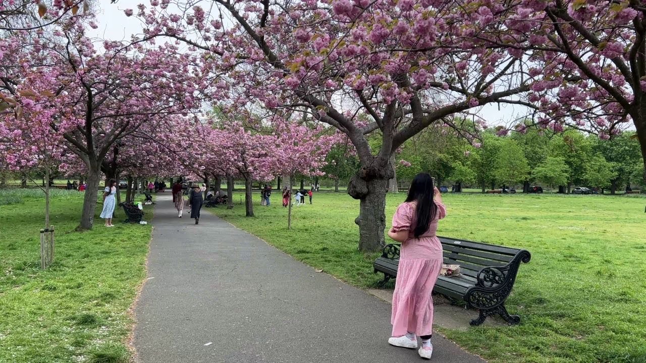 Sakura Hunt | Cherry Blossom। Greenwich Park। London | #London #England ...