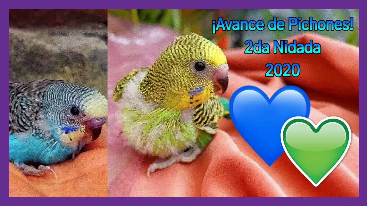 ¡Los Pichones empiezan a cumplir 30 días! - YouTube