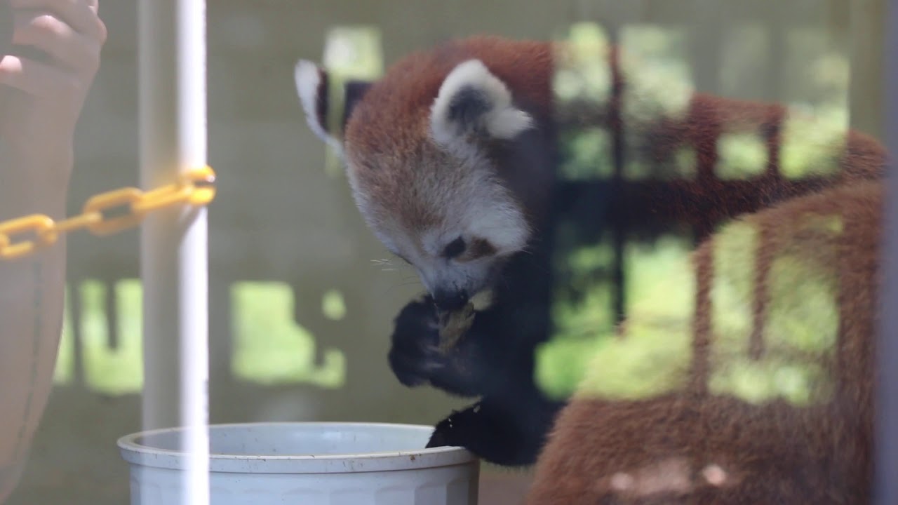 Red Panda and the Chamber of Food Bowls - YouTube