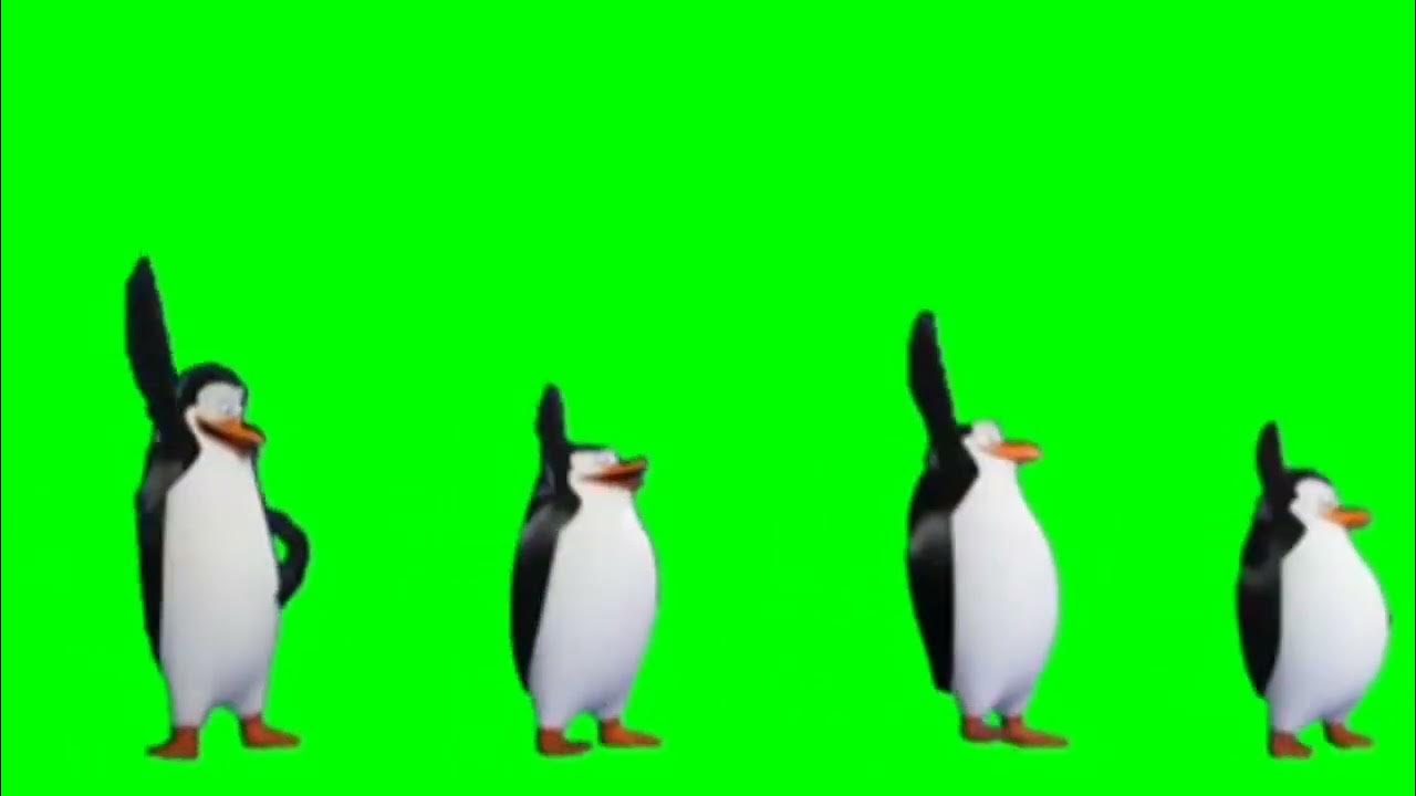 Penguin green screen|Penguin dance green screen video - YouTube