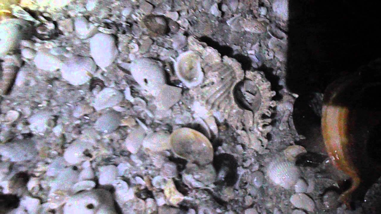 (2/2/15) Live Mollusks (and other things) at Sanibel Island - YouTube