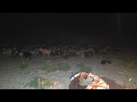 Fırtınalı Bir Dağ Gecesinde Hayatta Kalmak | Vahşi Doğada Kamptan Geleneksel Keçi Sütü Sağmaya