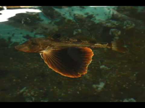 Pavlov's Fish - YouTube