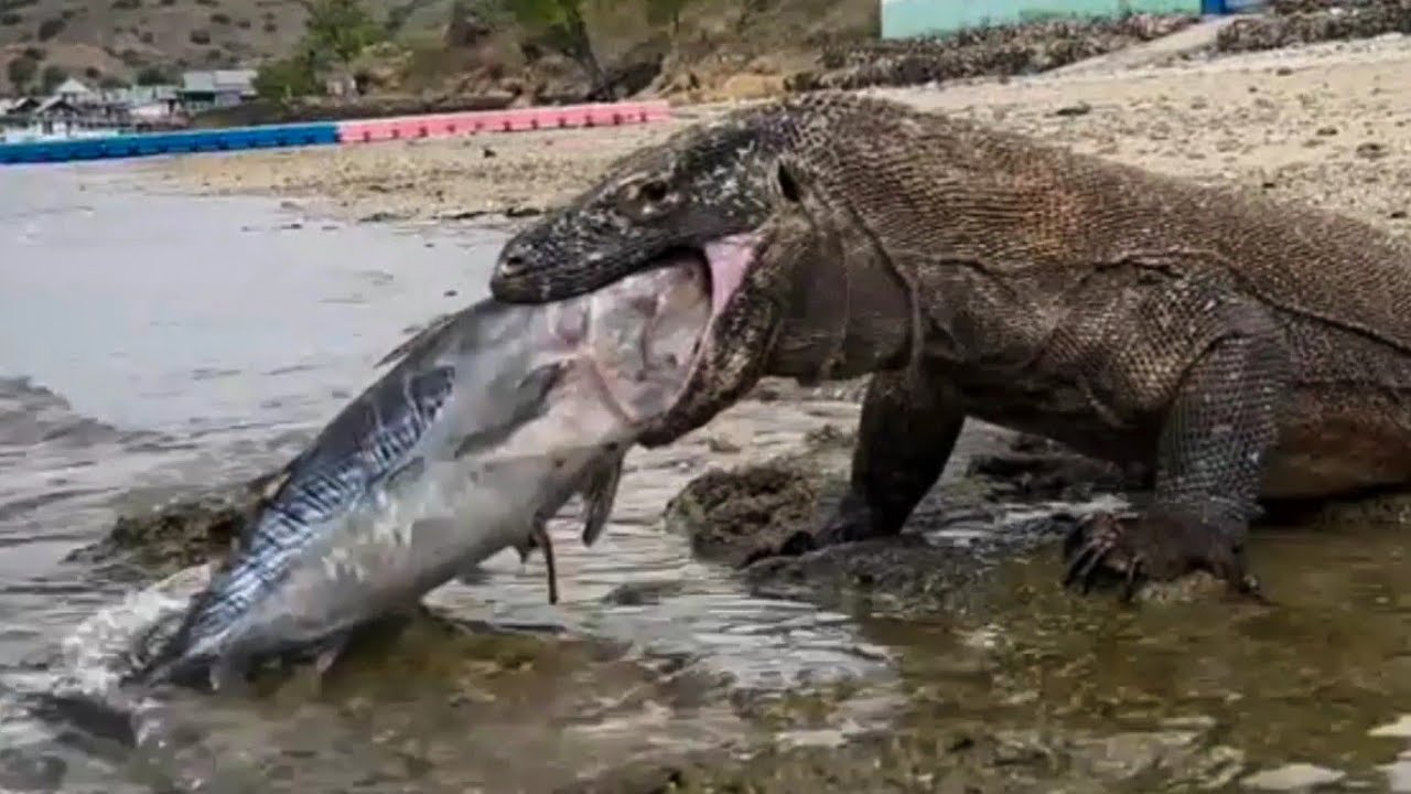 Lucky !! Komodo dragon swallows big fish - YouTube